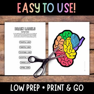 Human Brain Anatomy, Brain Labeling, Human Body Science for Kids ...