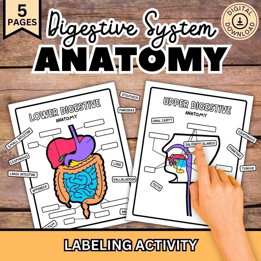 Digestive System Anatomy, Digestive System Labeling, Human Body Science ...