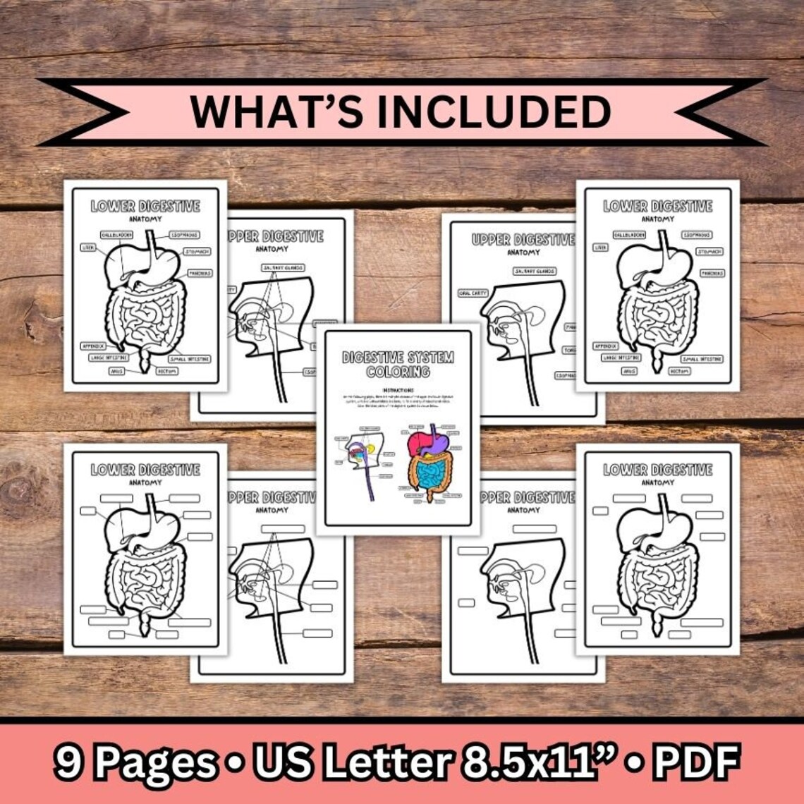 Digestive System Coloring Pages, Human Body Science for Kids, Printable ...