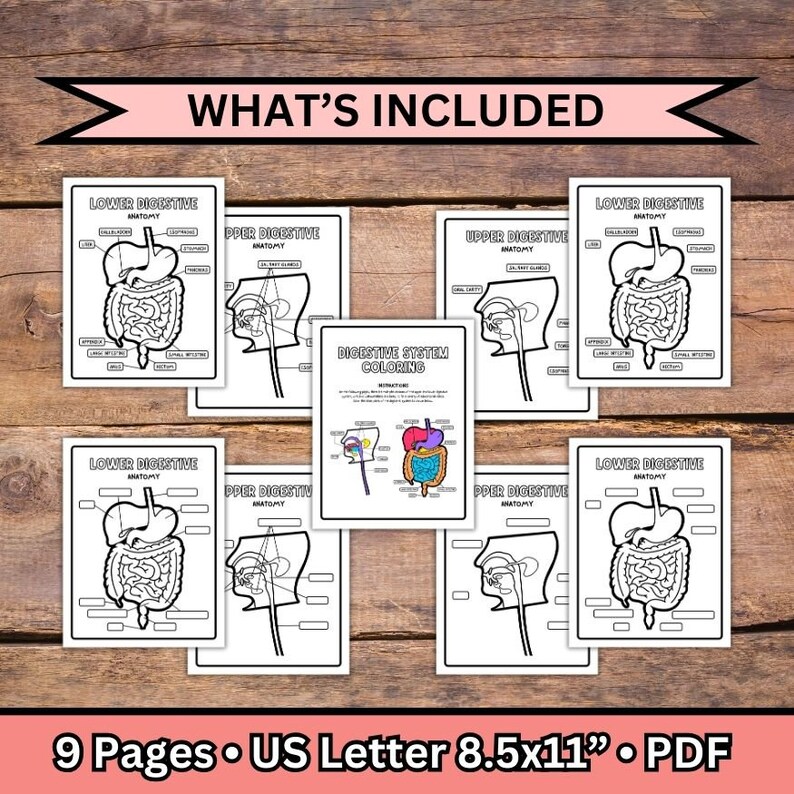 Digestive System Coloring Pages, Human Body Science for Kids, Printable ...