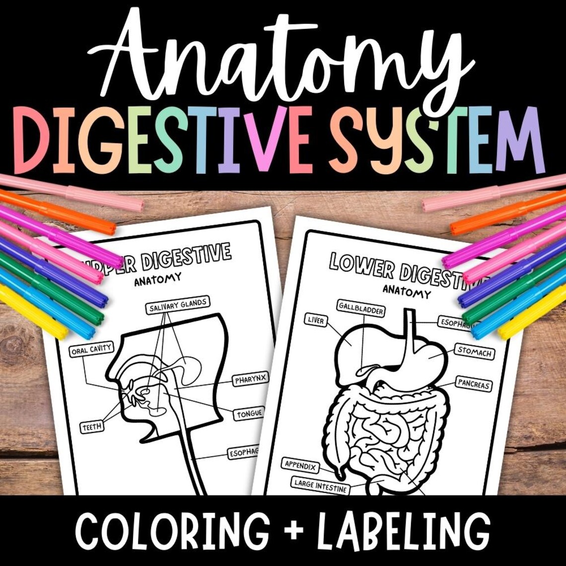 Digestive System Anatomy, Digestive System Labeling, Human Body Science ...