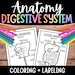Digestive System Anatomy, Digestive System Labeling, Human Body Science ...