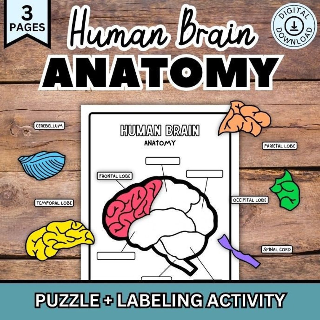 Human Brain Anatomy for Kids Printable Worksheet Activity Puzzle ...
