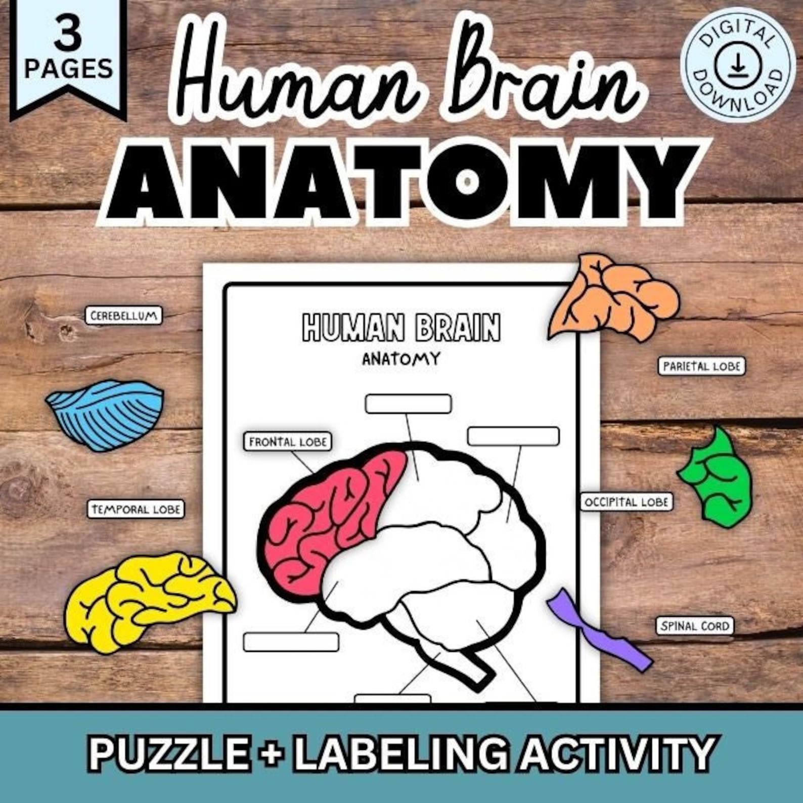 Human Brain Anatomy for Kids Printable Worksheet Activity Puzzle ...