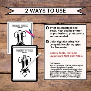 Urinary System Coloring Pages, Human Body Science for Kids, Printable ...