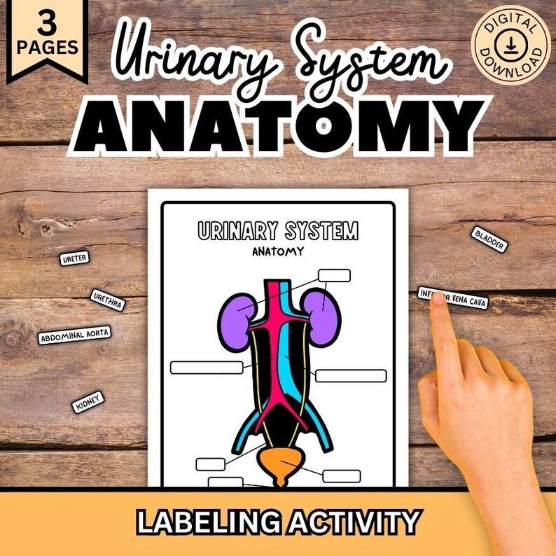 Urinary System Labeling, Urinary System Diagram, Human Body Science for ...
