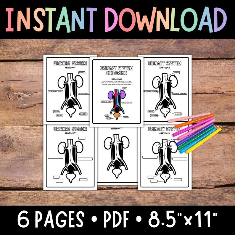 Urinary System Coloring Pages, Human Body Science for Kids, Printable Biology Activity, Human ...