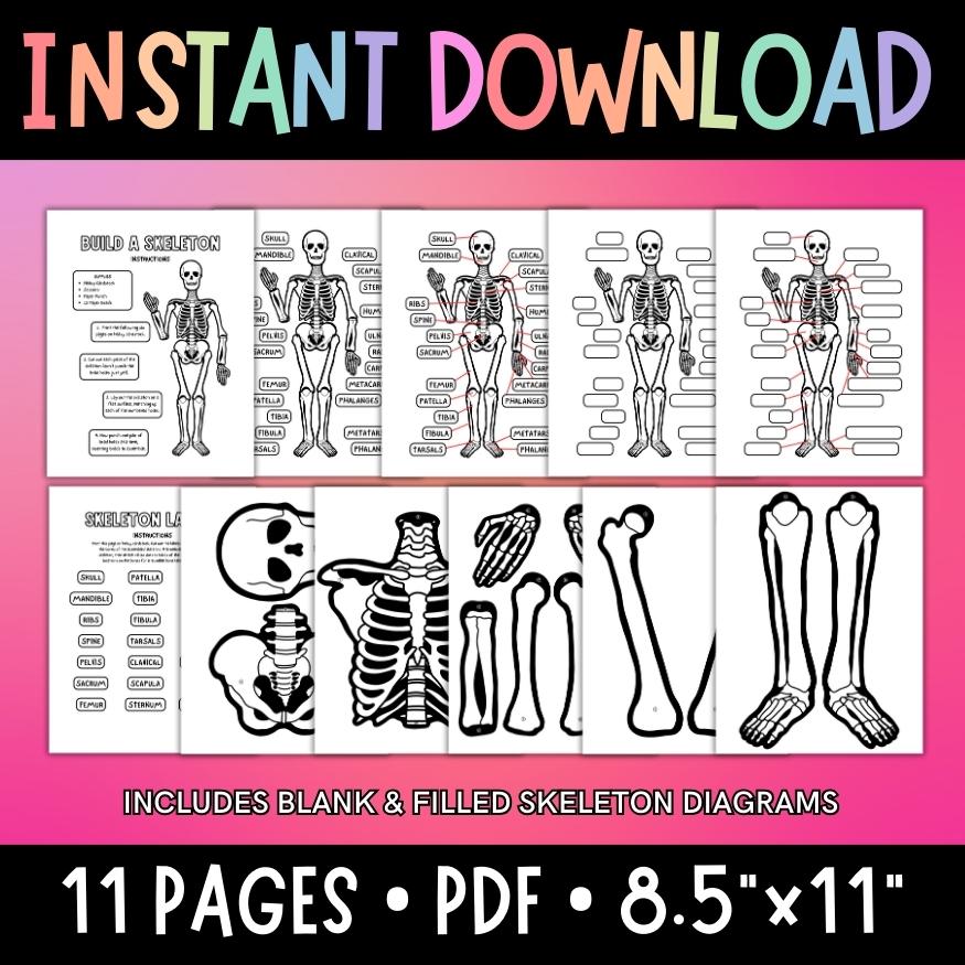 Skeleton Craft, Skeletal System, Build a Skeleton, Bone Labels, Human ...