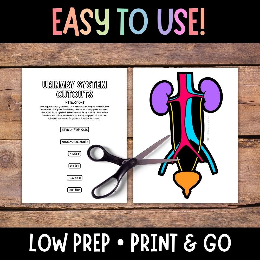 Urinary System Model, Urinary System Diagram, Urinary System Labels ...