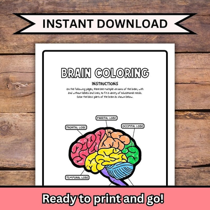 Human Brain, Brain Anatomy Coloring, Science for Kids, Printable, Brain ...