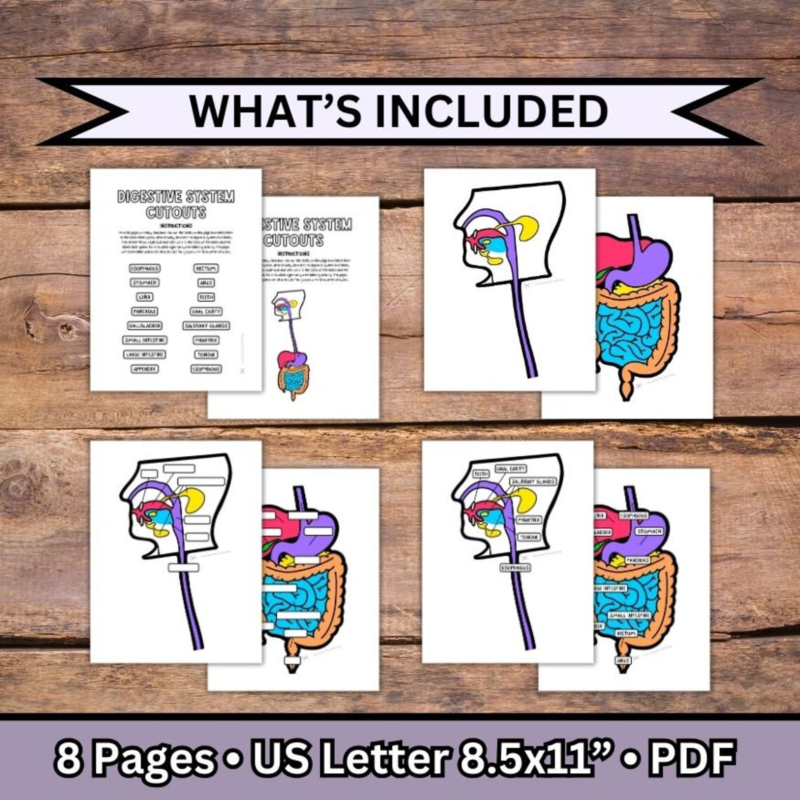 Digestive System Anatomy Cutouts, Digestive System Labeling, Human Body ...