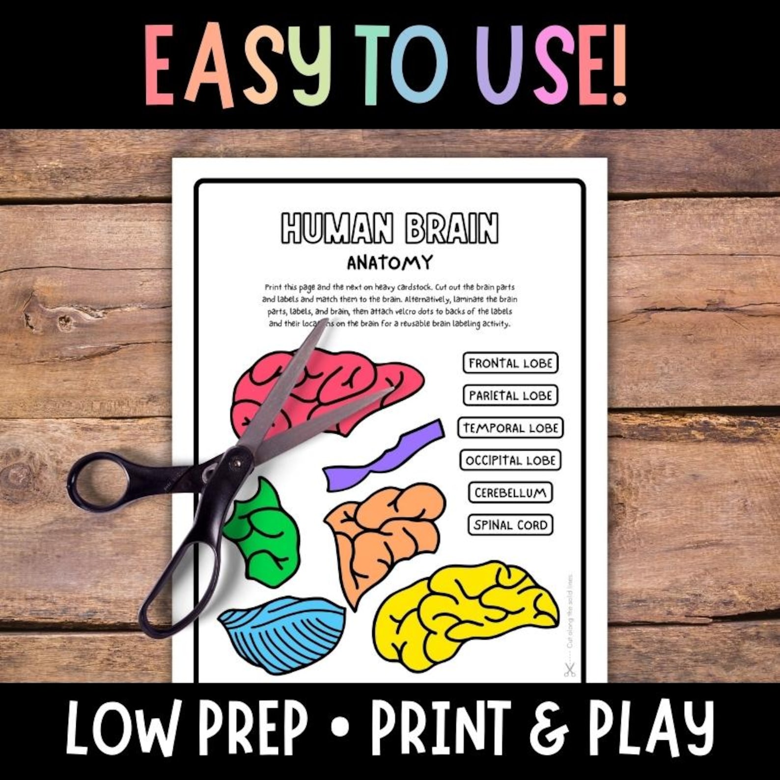 Human Brain Anatomy for Kids, Printable Brain, Brain Labeling Activity ...