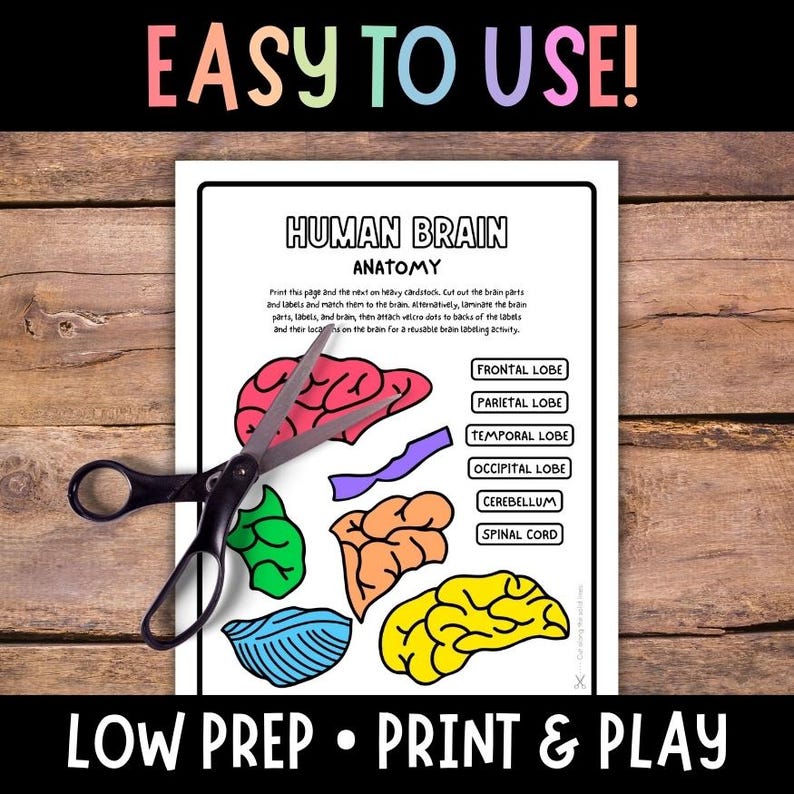 Human Brain Anatomy for Kids, Printable Brain, Brain Labeling Activity ...