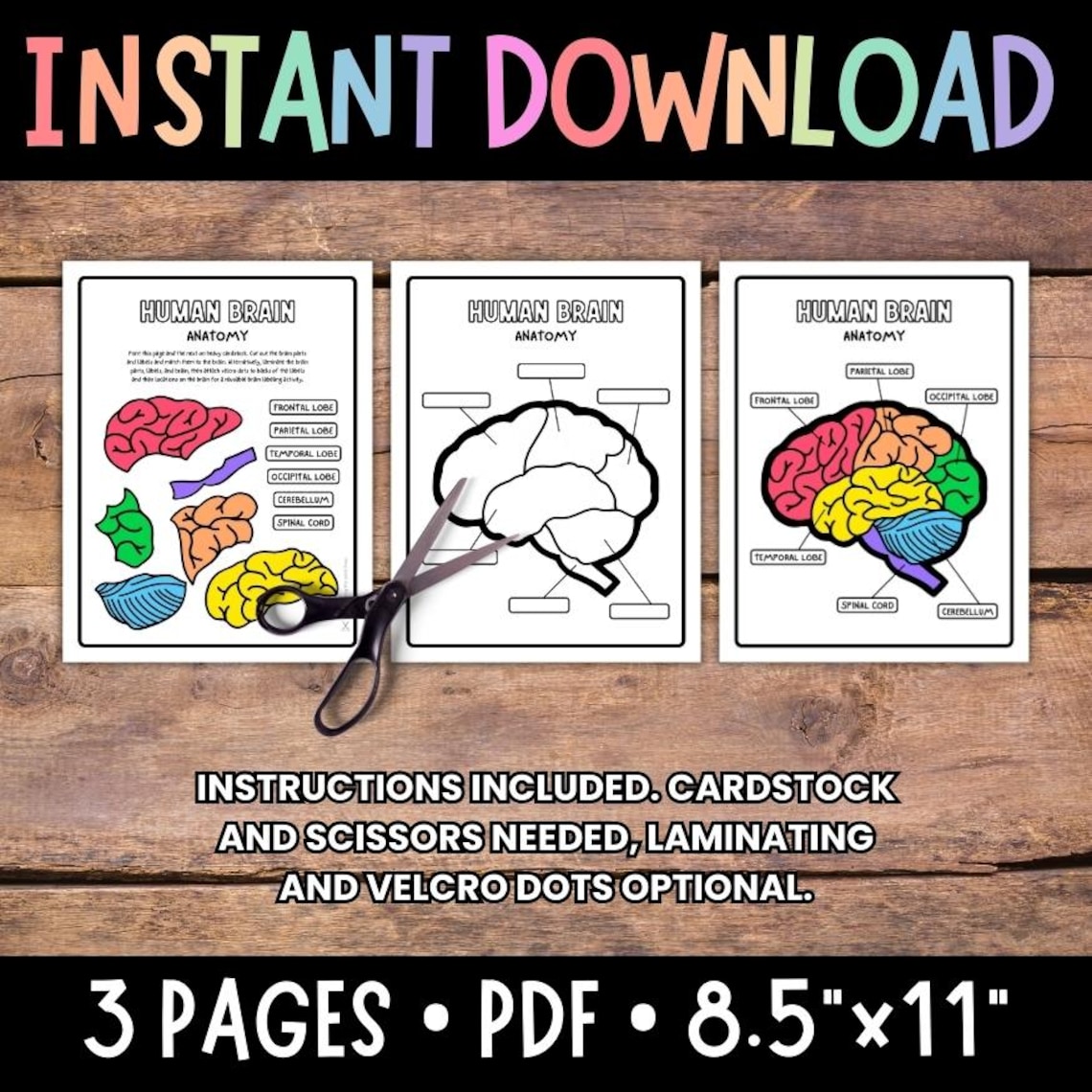 Human Brain Anatomy for Kids, Printable Brain, Brain Labeling Activity ...