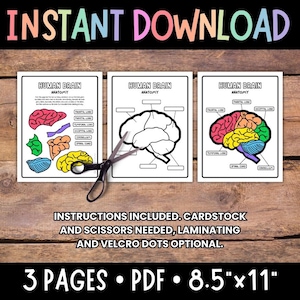 Human Brain Anatomy for Kids, Printable Brain, Brain Labeling Activity ...