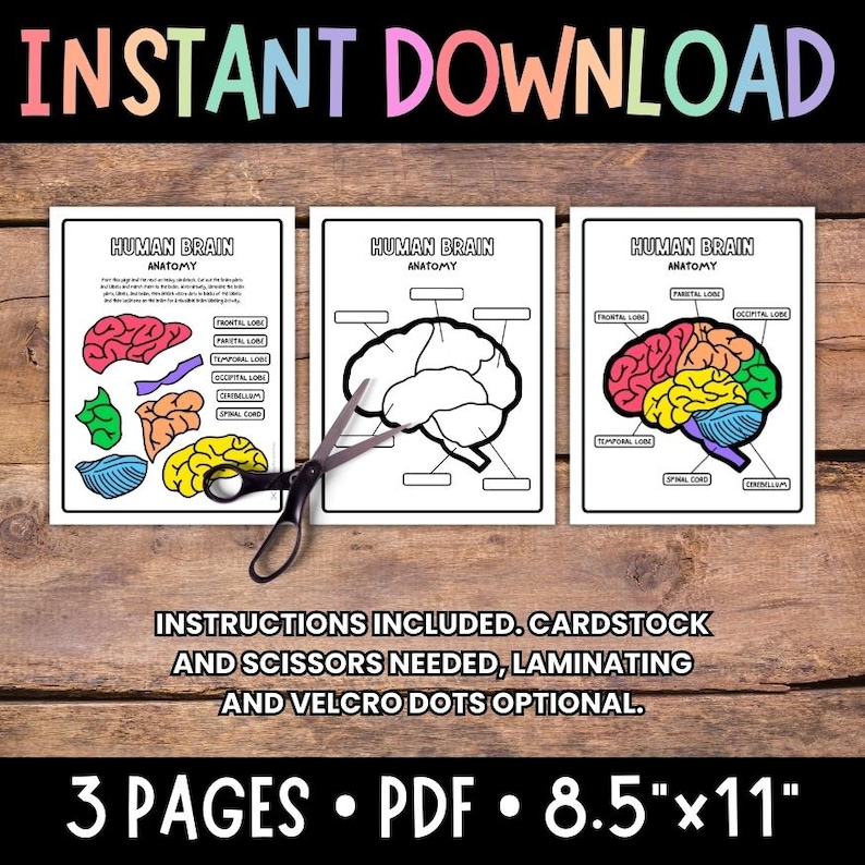 Human Brain Anatomy for Kids Printable Worksheet Activity Puzzle ...