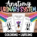 Urinary System Coloring Pages, Human Body Science for Kids, Printable ...