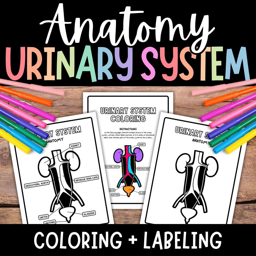 Urinary System Coloring Book Coloring Pages