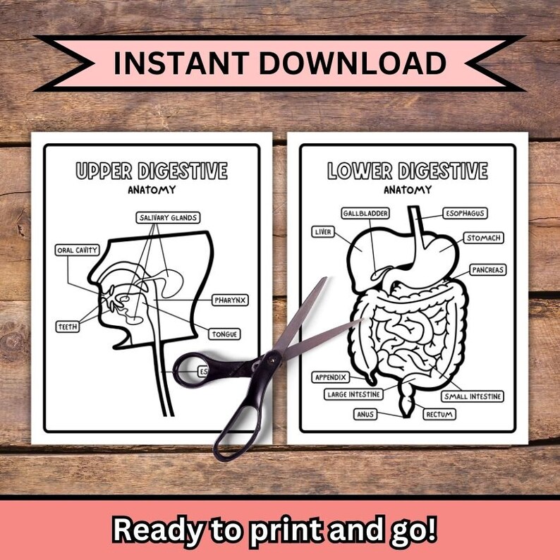Digestive System Coloring Pages, Human Body Science for Kids, Printable ...