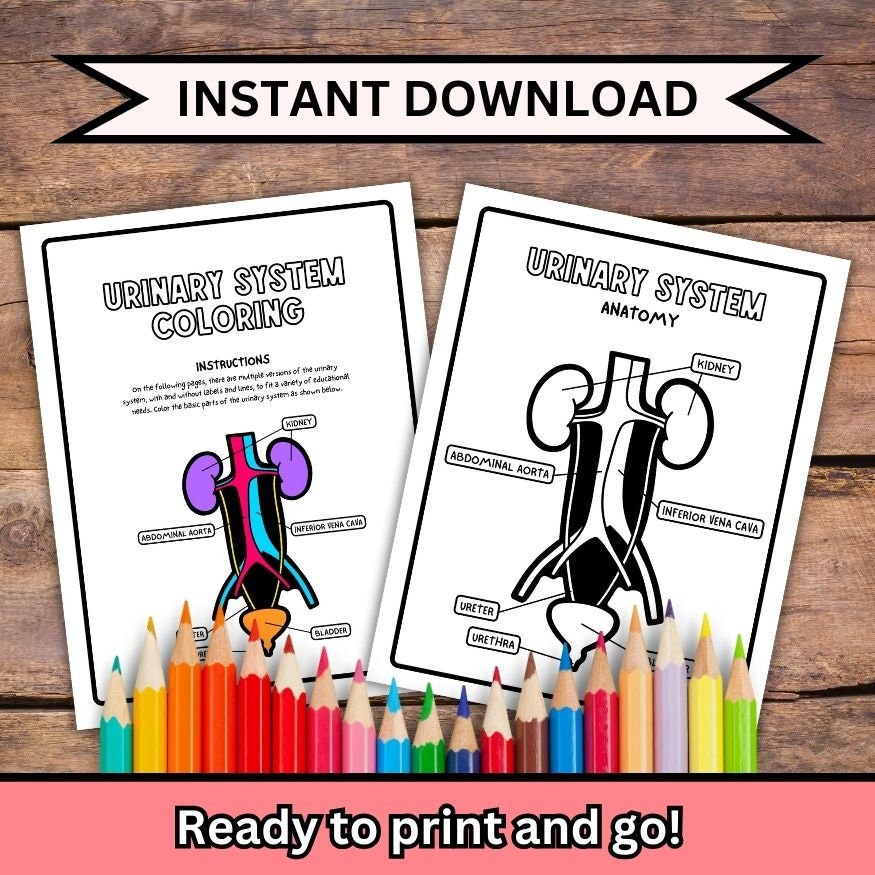 Urinary System Coloring Pages, Human Body Science for Kids, Printable ...