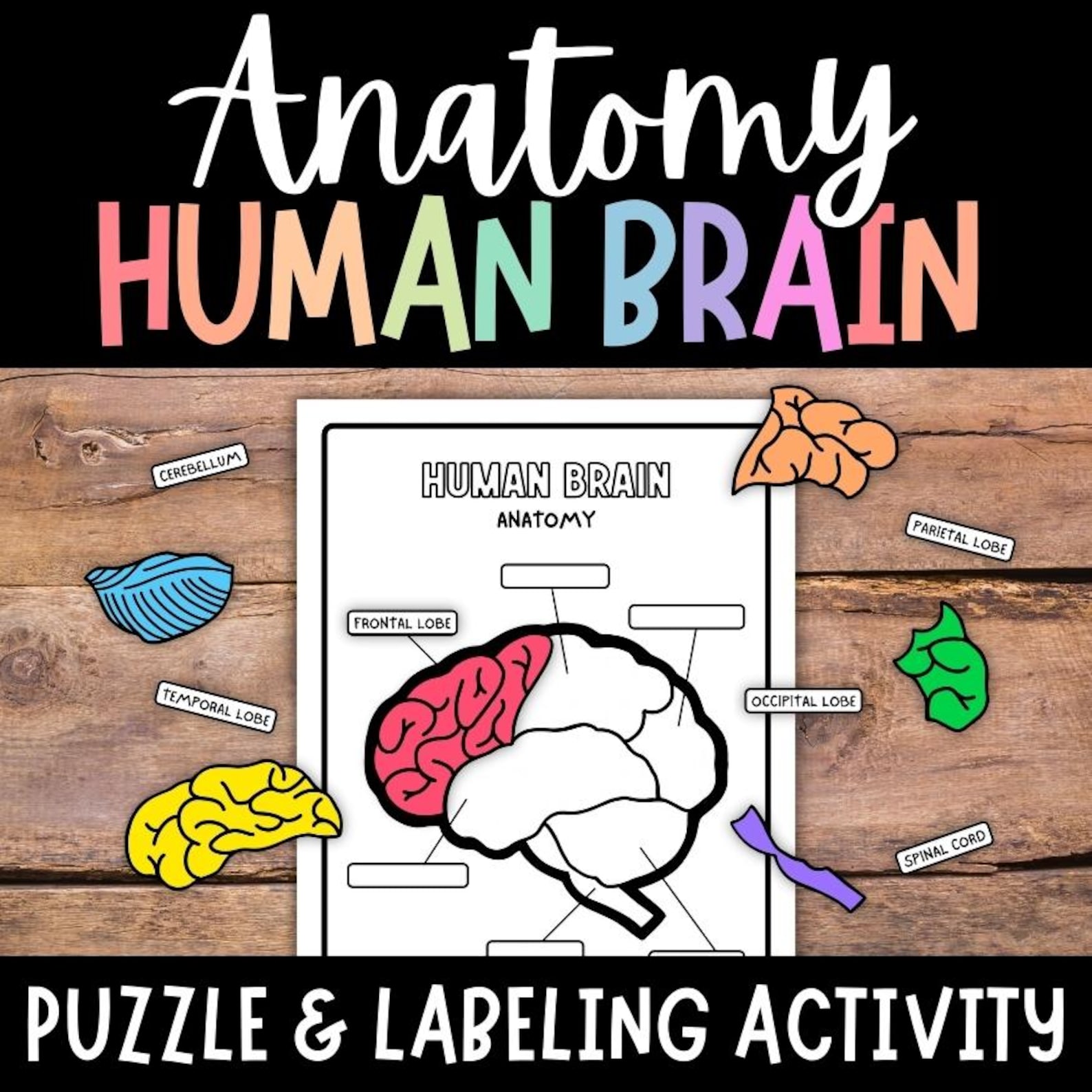 Human Brain Anatomy for Kids, Printable Brain, Brain Labeling Activity ...