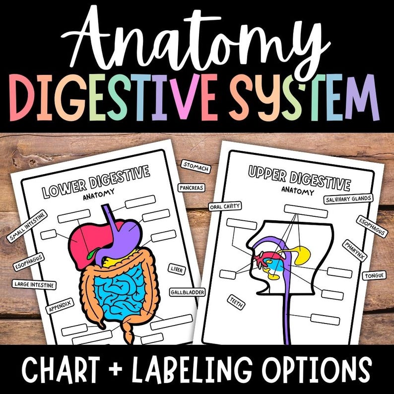 Digestive System Anatomy, Digestive System Labeling, Human Body Science ...