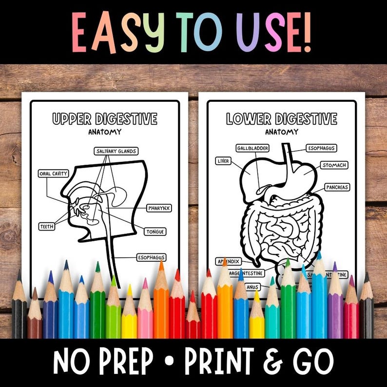 Digestive System Anatomy, Digestive System Labeling, Human Body Science ...
