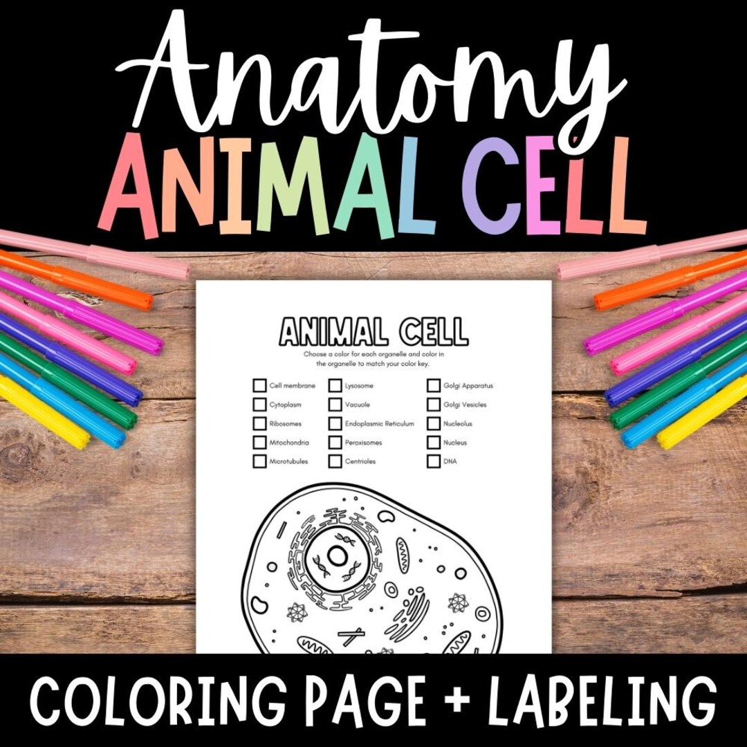 Animal Cell, Anatomy Coloring Page, Human Anatomy, Human Cell Labeling ...