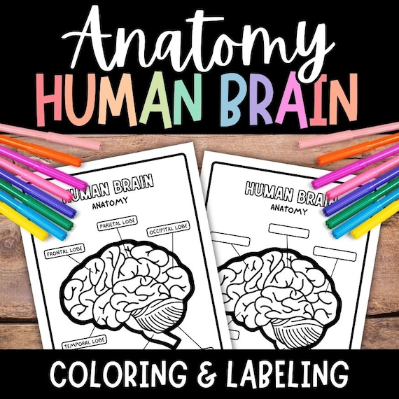 Brain Anatomy Coloring Page