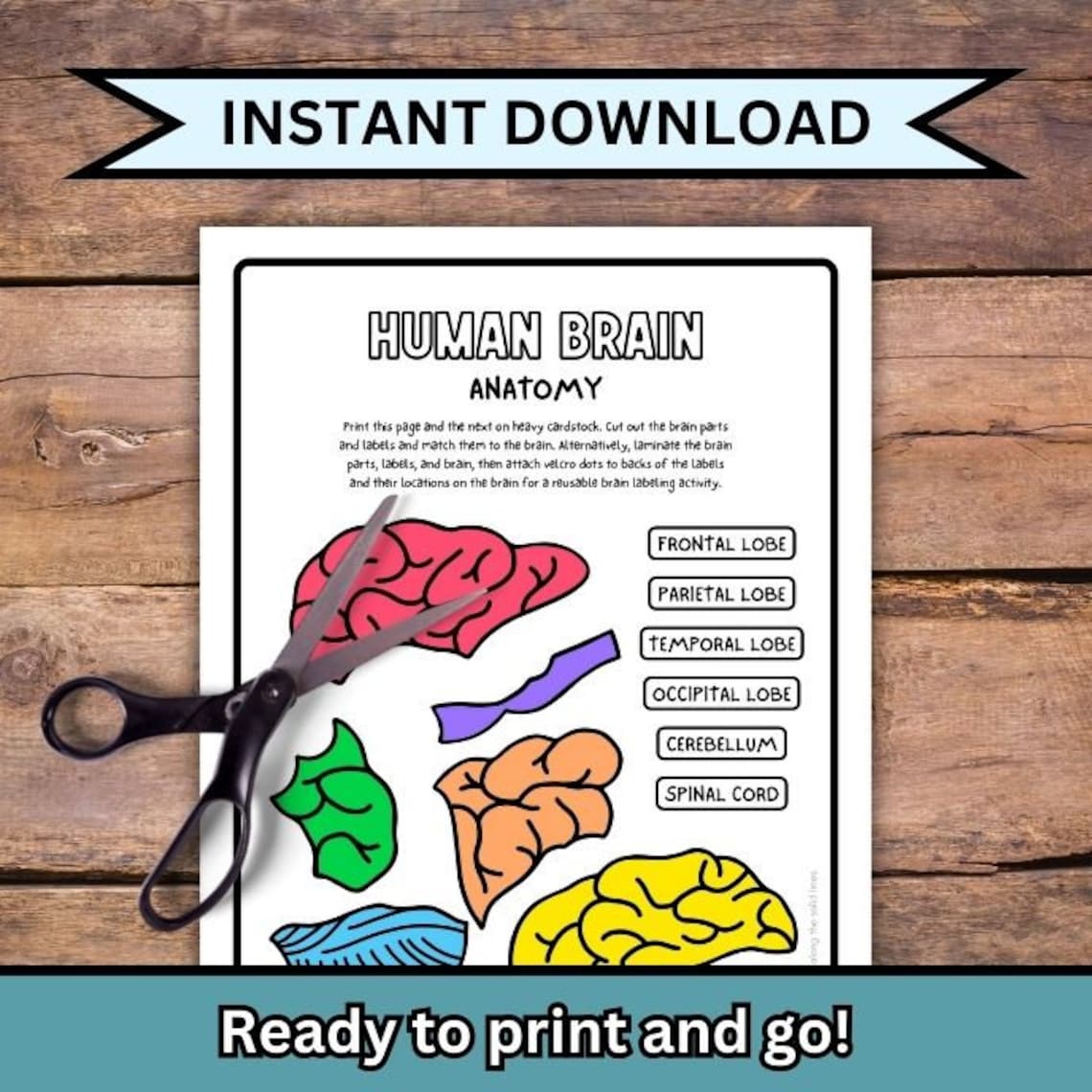 Human Brain Anatomy for Kids Printable Worksheet Activity Puzzle ...