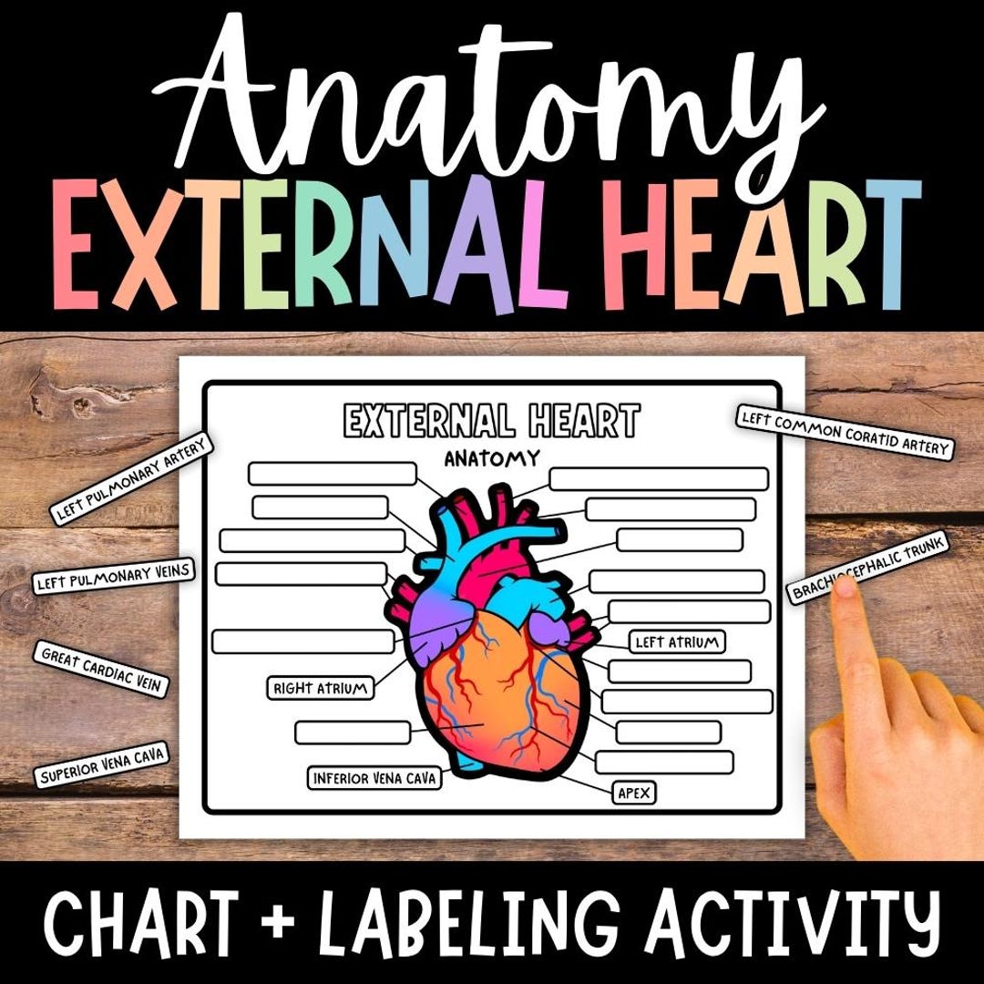 Human Heart Anatomy, External Heart Diagram, Human Body for Kids ...