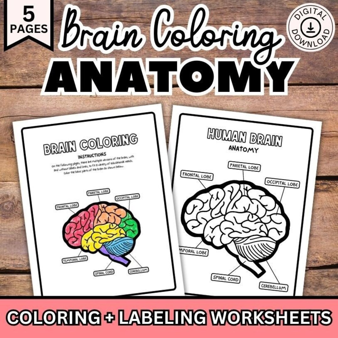 Human Brain, Brain Anatomy Coloring, Science for Kids, Printable, Brain ...