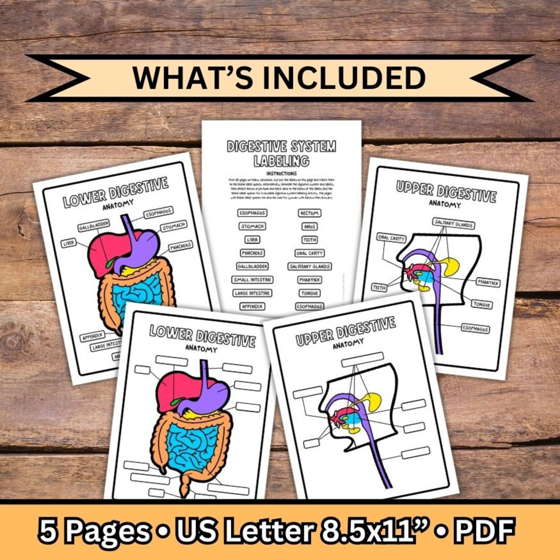 Digestive System Anatomy, Digestive System Labeling, Human Body Science ...