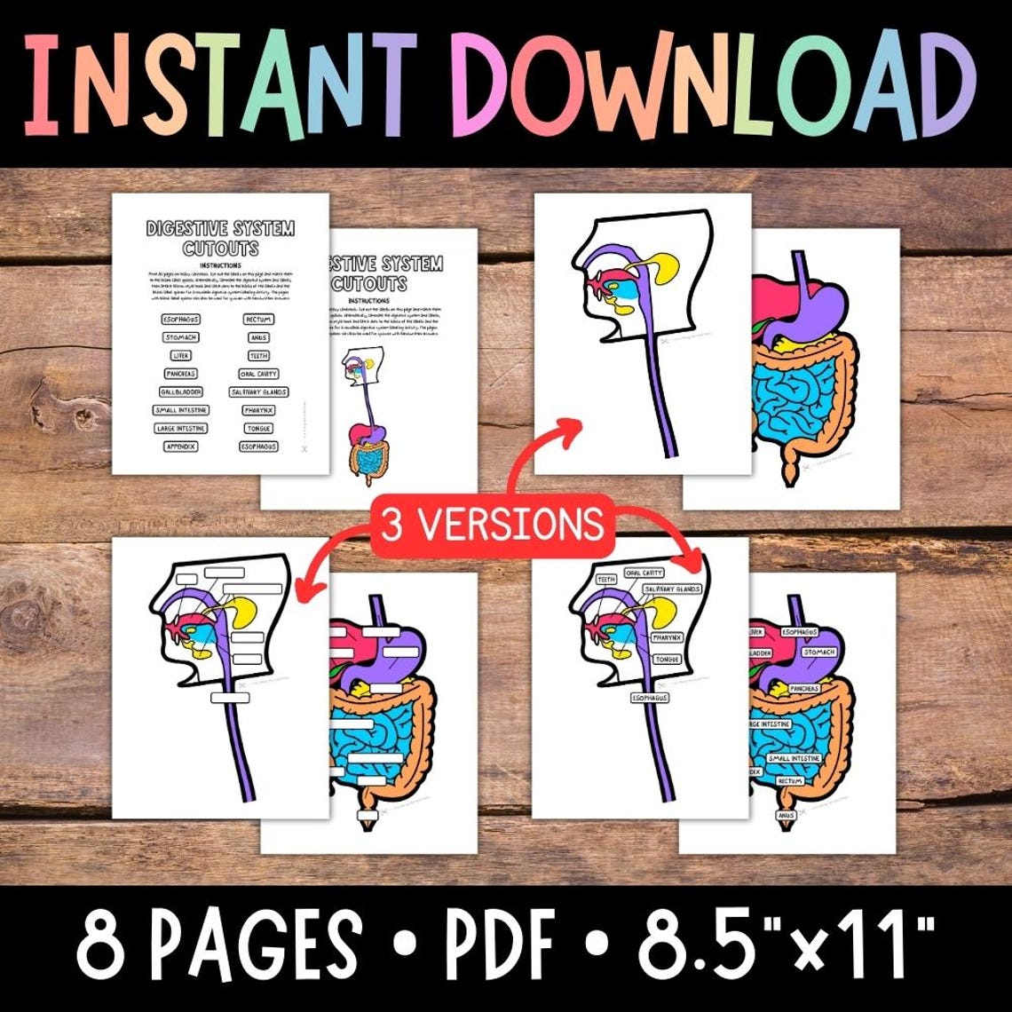 Human Digestive System: Digestive System for Kid, Sistema Digestivo ...