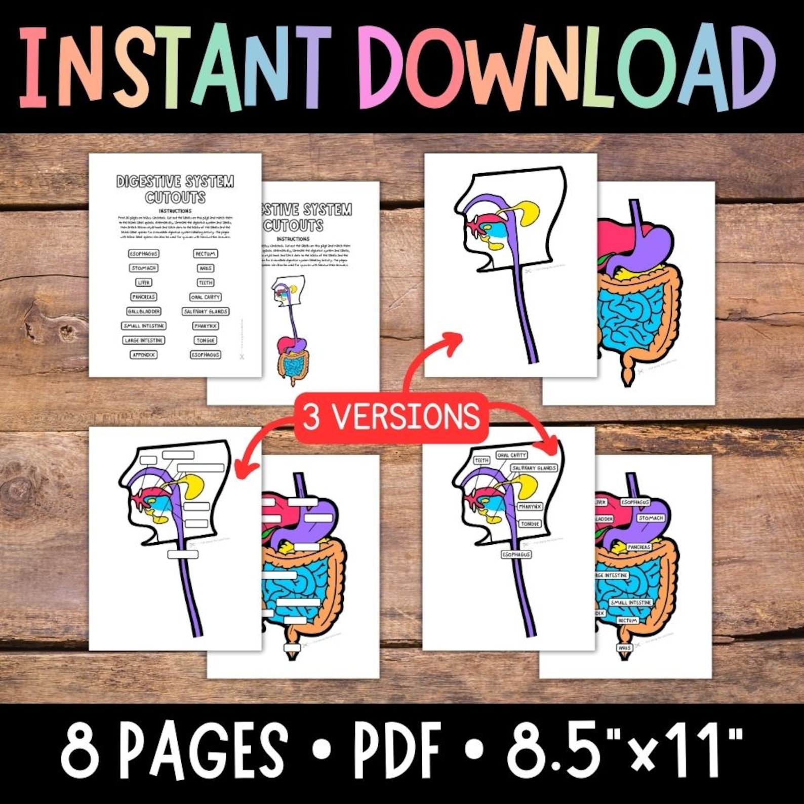 Human Digestive System: Digestive System for Kid, Sistema Digestivo ...