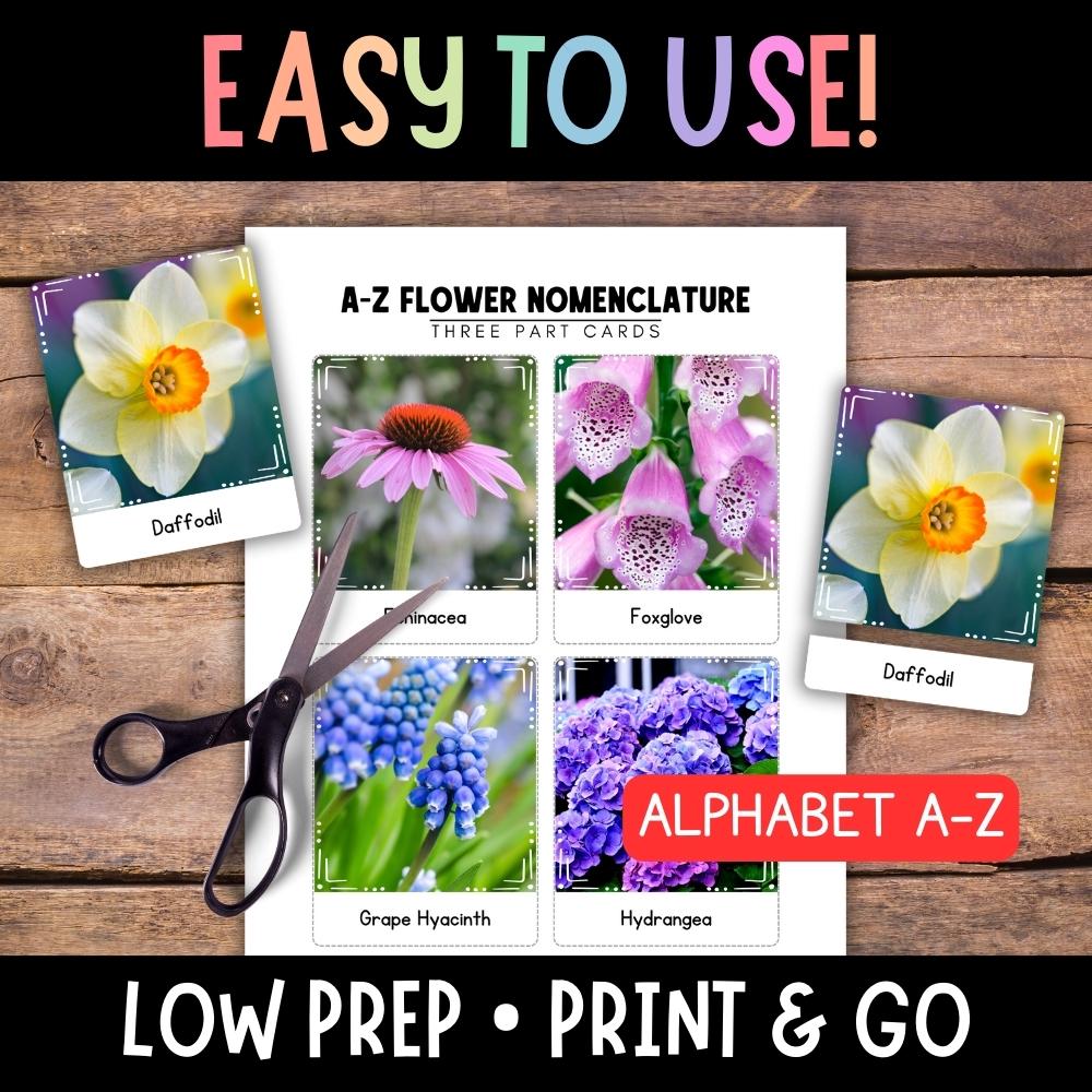 Flower Nomenclature Cards, A to Z Flowers, Spring Nomenclature, Flower ...