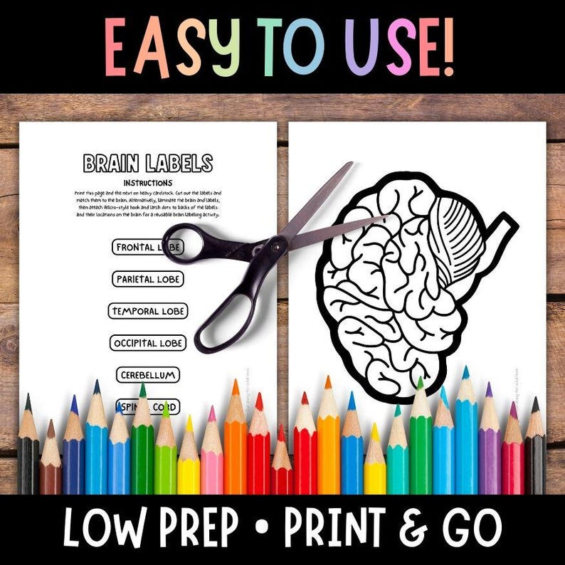Human Brain Anatomy, Brain Labeling, Human Body Science for Kids ...