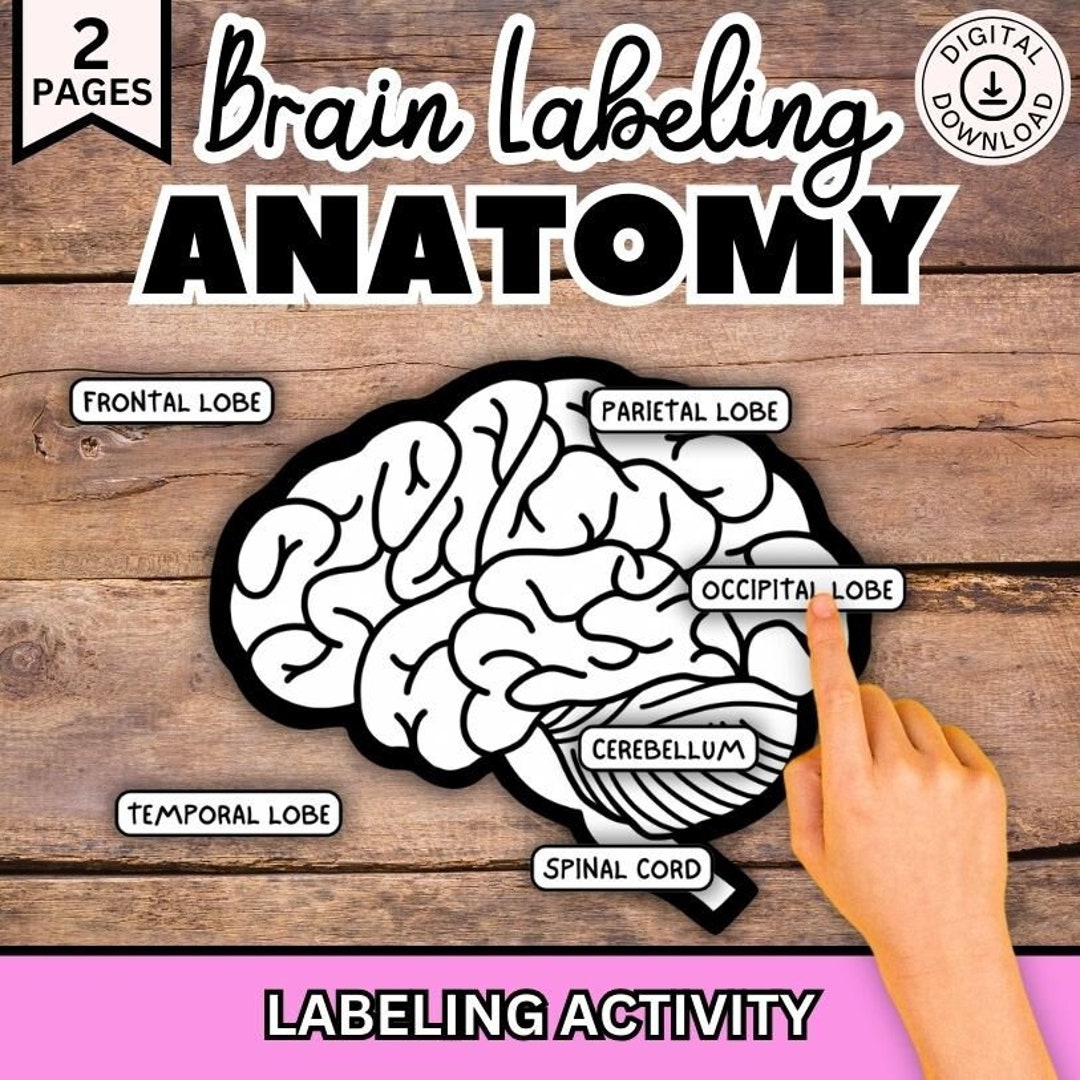 Human Brain Anatomy, Brain Labeling, Human Body Science for Kids ...