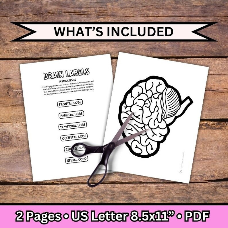 Human Brain Anatomy, Brain Labeling, Human Body Science for Kids ...