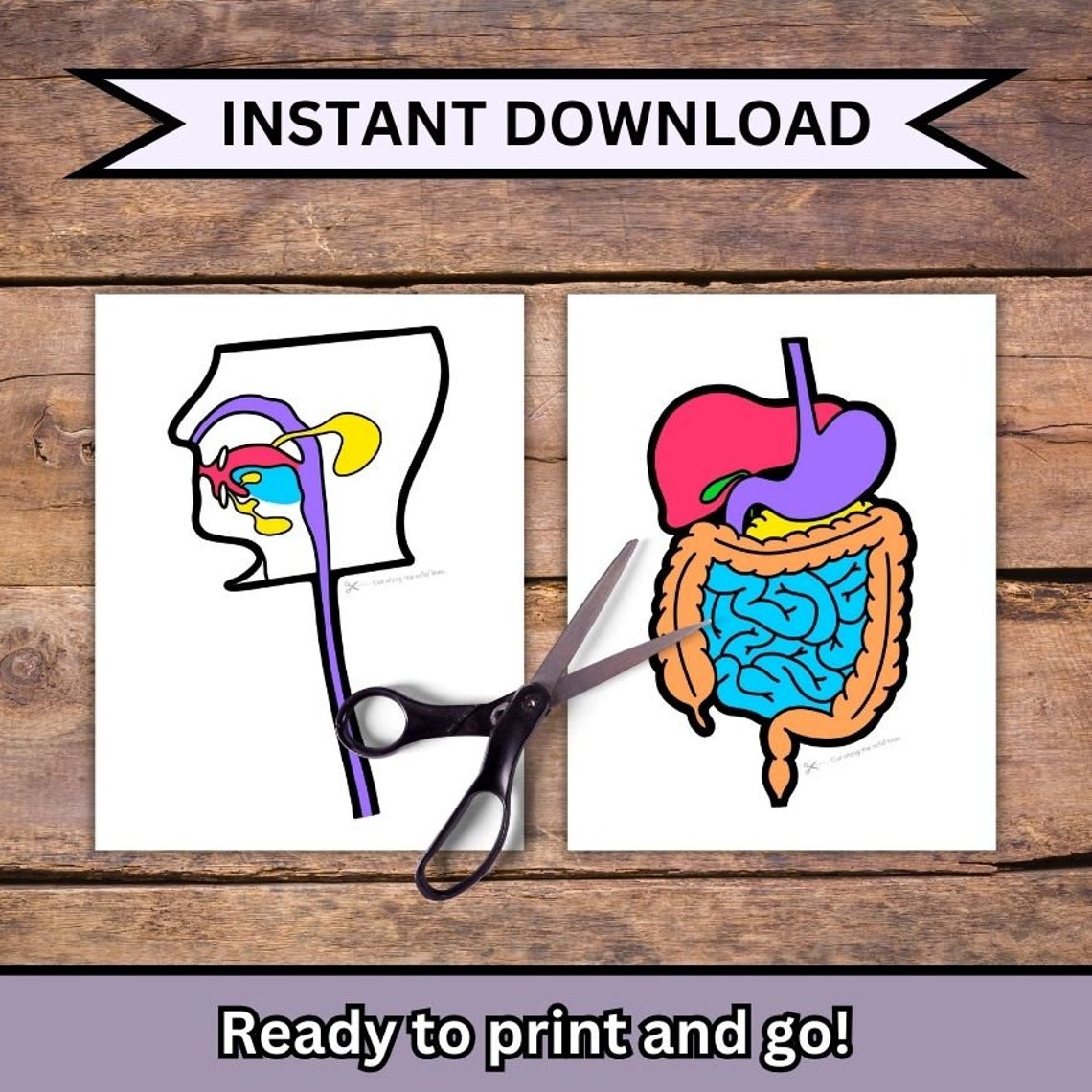Digestive System Anatomy Cutouts, Digestive System Labeling, Human Body ...