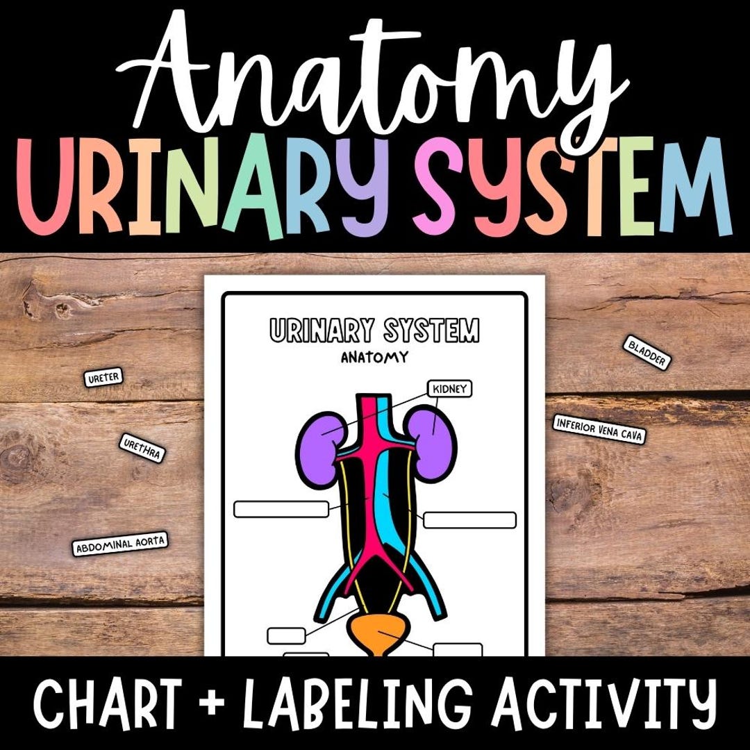 Urinary System Labeling, Urinary System Diagram, Human Body Science for ...