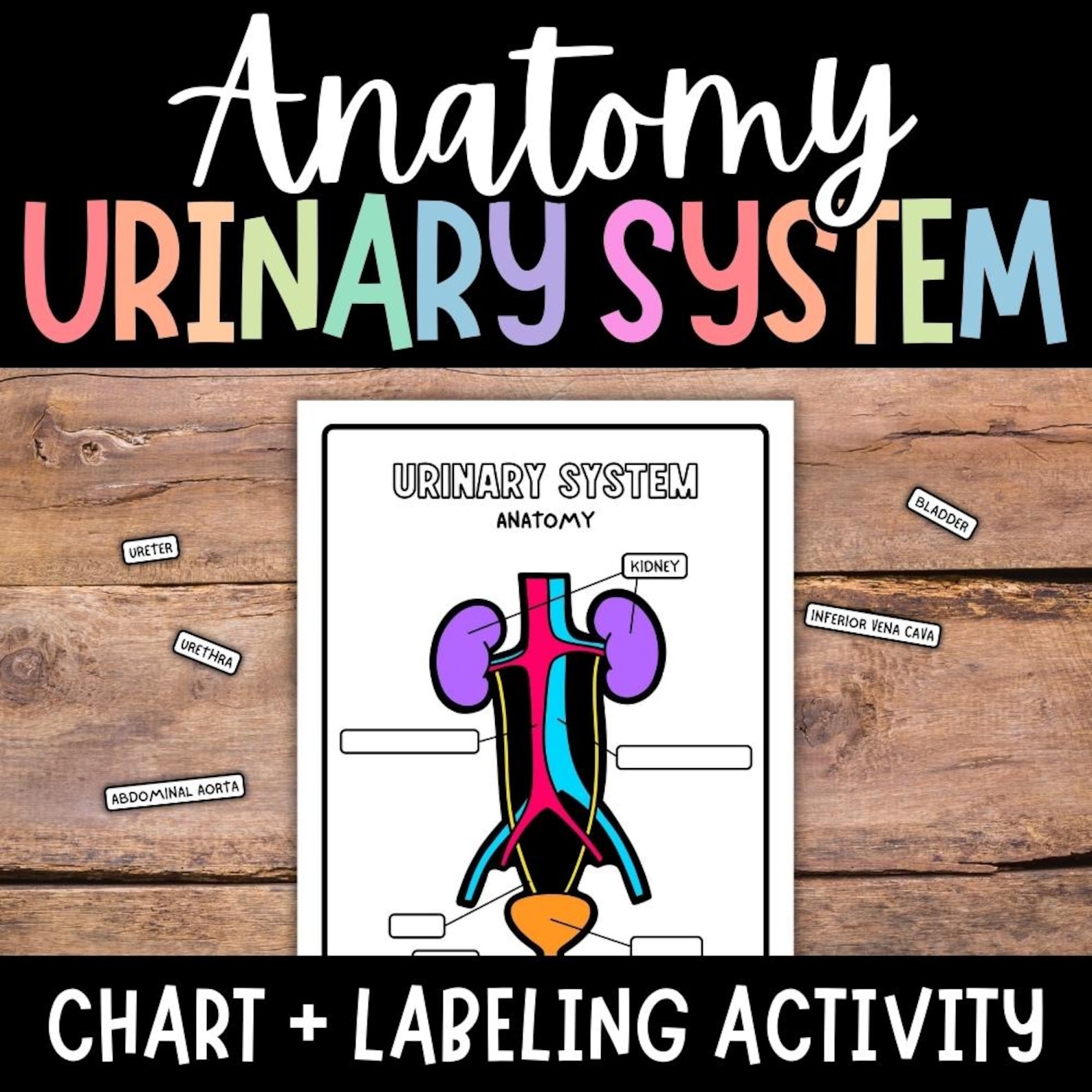 Urinary System Labeling, Urinary System Diagram, Human Body Science for ...