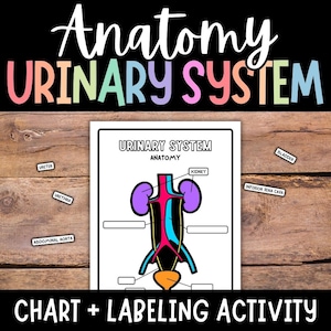 Urinary System Labeling, Urinary System Diagram, Human Body Science for ...