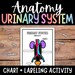 Urinary System Labeling, Urinary System Diagram, Human Body Science for ...