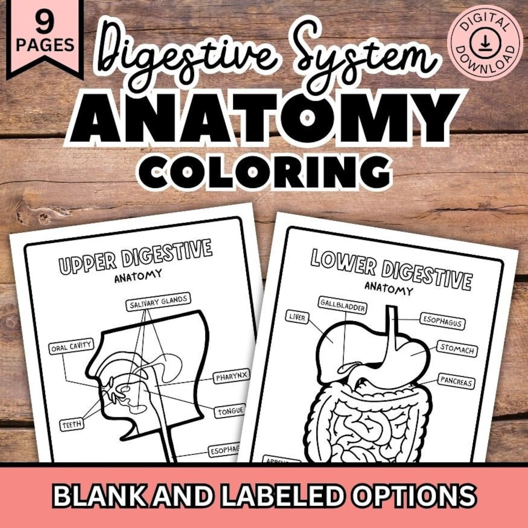 Digestive System Coloring Pages, Human Body Science for Kids, Printable ...