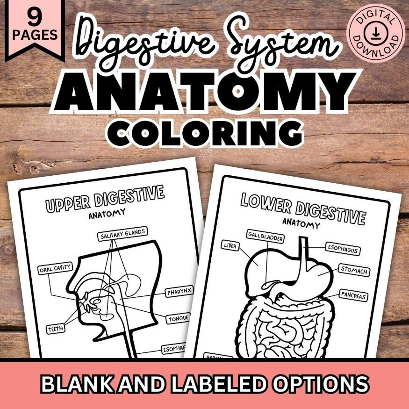 Digestive System Coloring Pages, Human Body Science for Kids, Printable ...