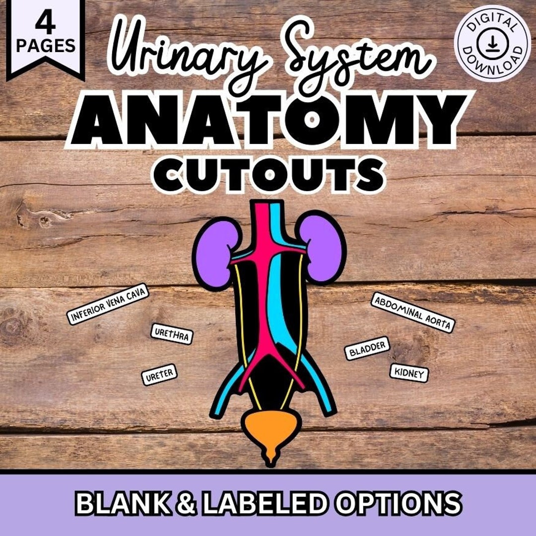 Urinary System Diagram, Urinary System Labeling, Human Anatomy, Body ...