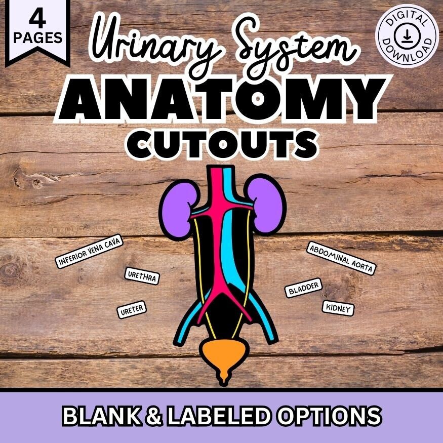 Urinary System Diagram, Urinary System Labeling, Human Anatomy, Body ...