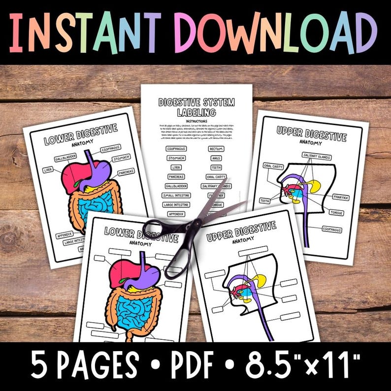 Digestive System Anatomy, Digestive System Labeling, Human Body Science ...