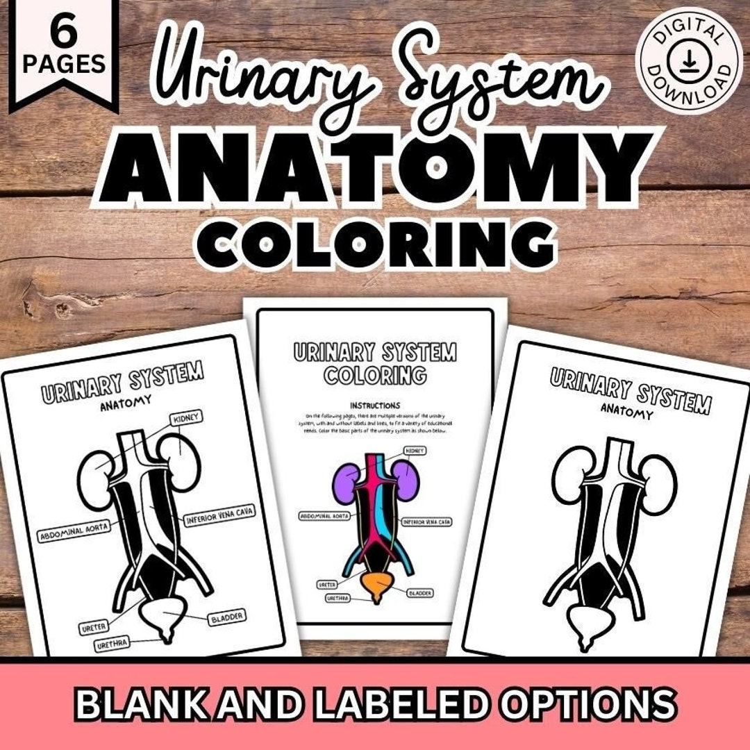 Urinary System Coloring Pages, Human Body Science for Kids, Printable ...